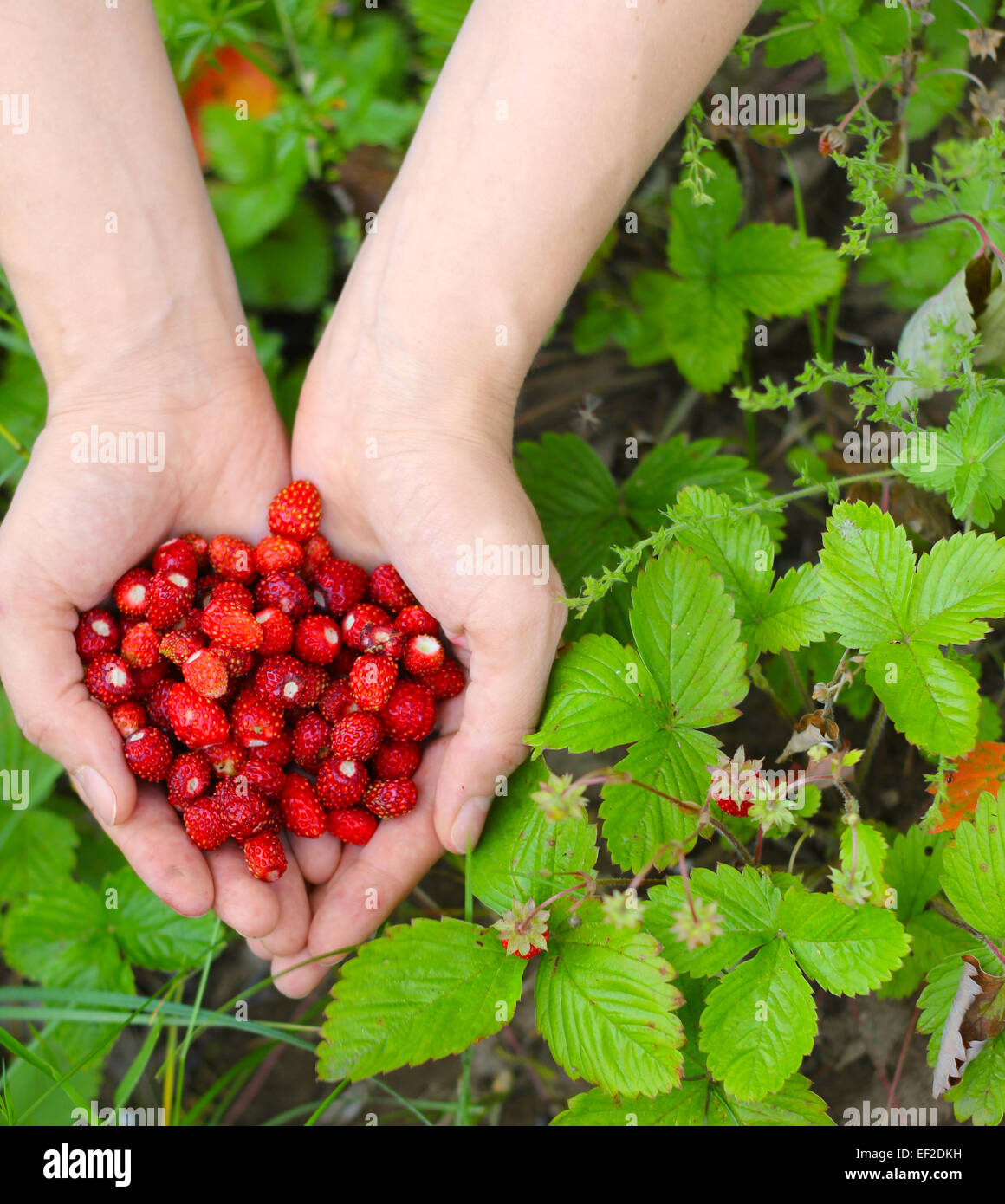 Wild red strawberry in hands with leaves and flowers close up Stock ...