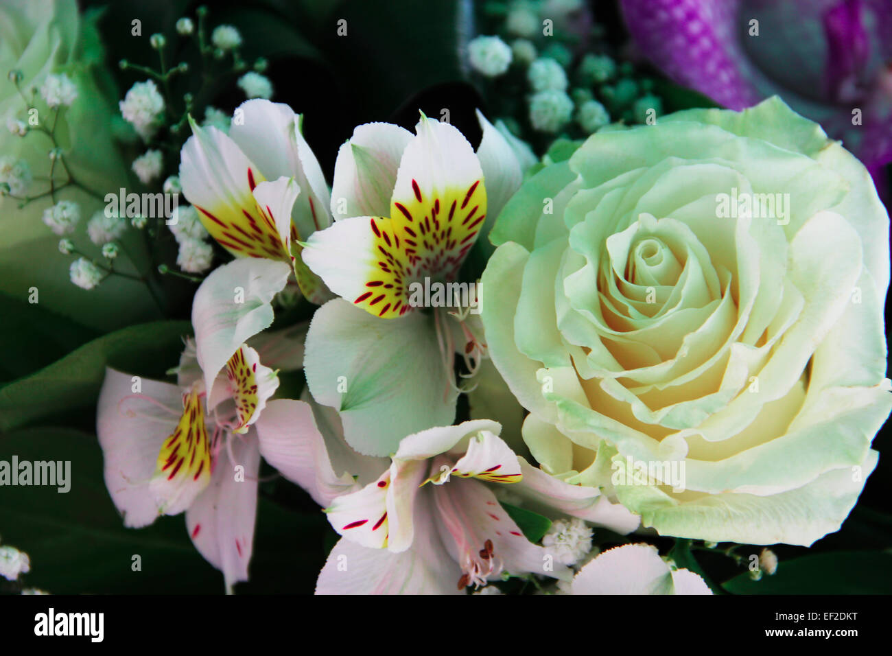 Bunch of different flowers close up background Stock Photo - Alamy