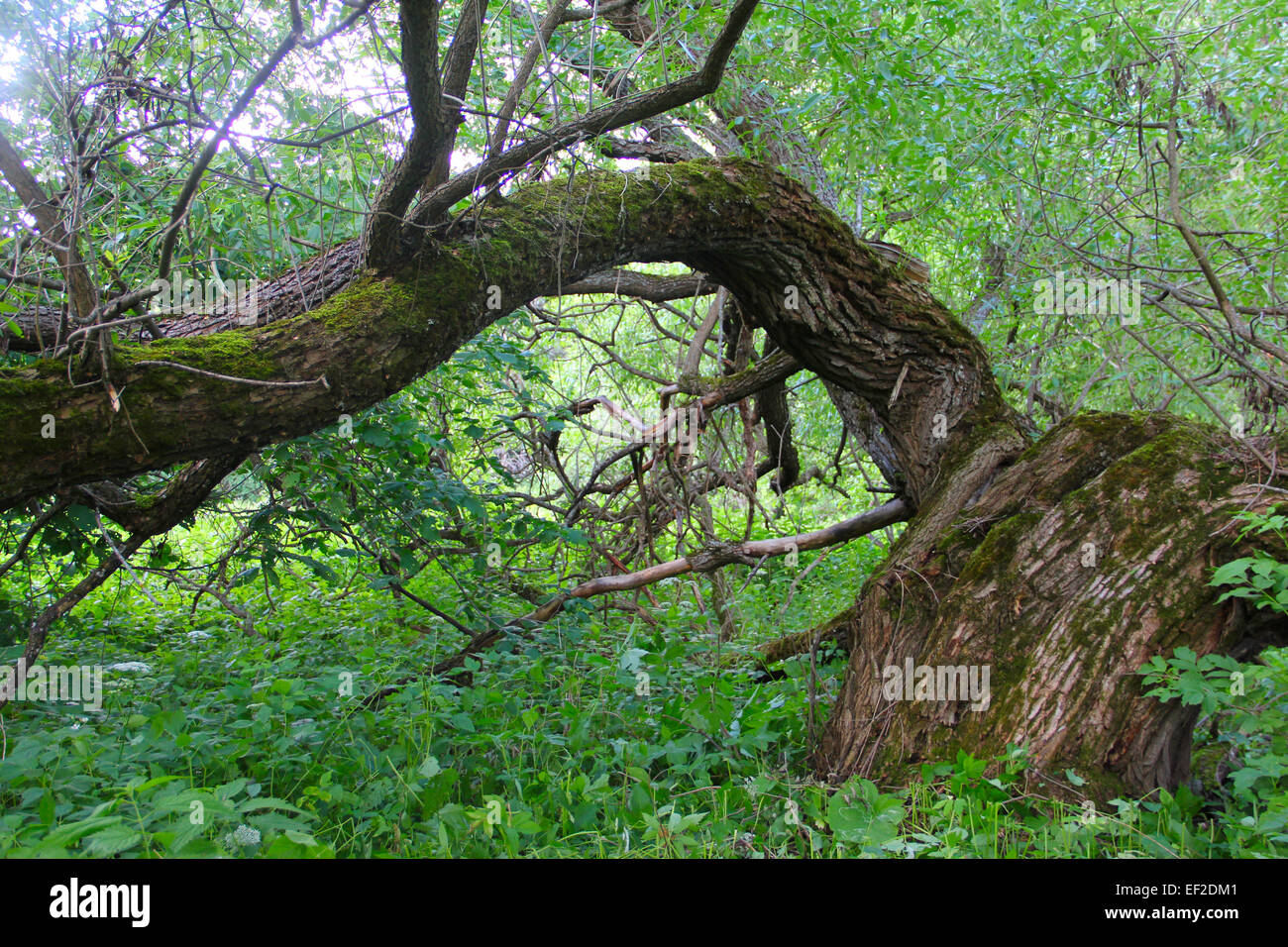 Very old beautiful willow in deep forest Stock Photo - Alamy