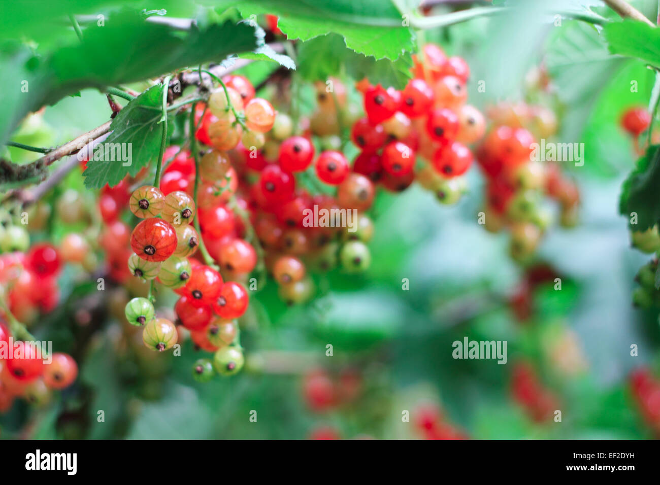 Cranberries red currant berries hi-res stock photography and images - Alamy