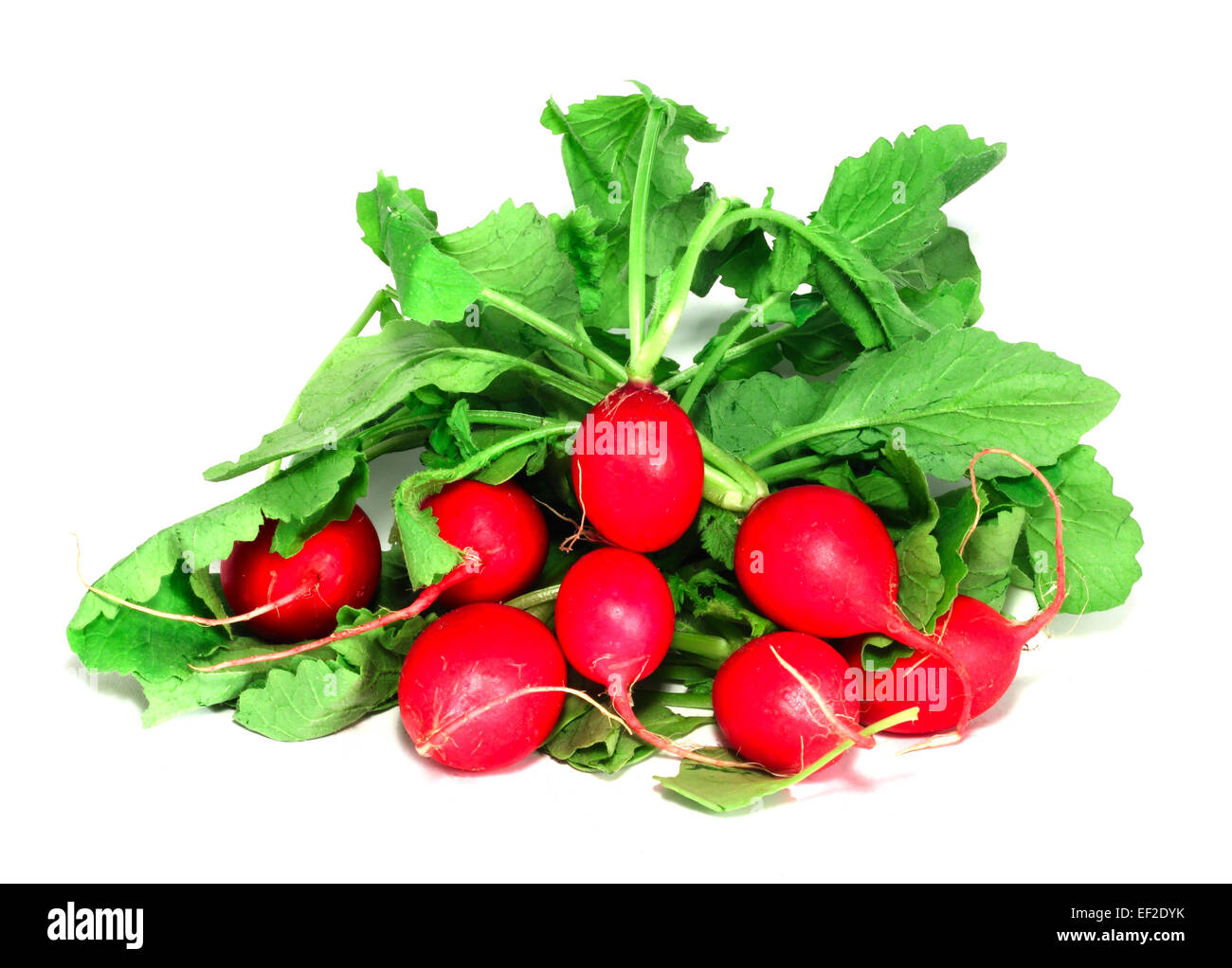Bunch radish isolated hi-res stock photography and images - Alamy