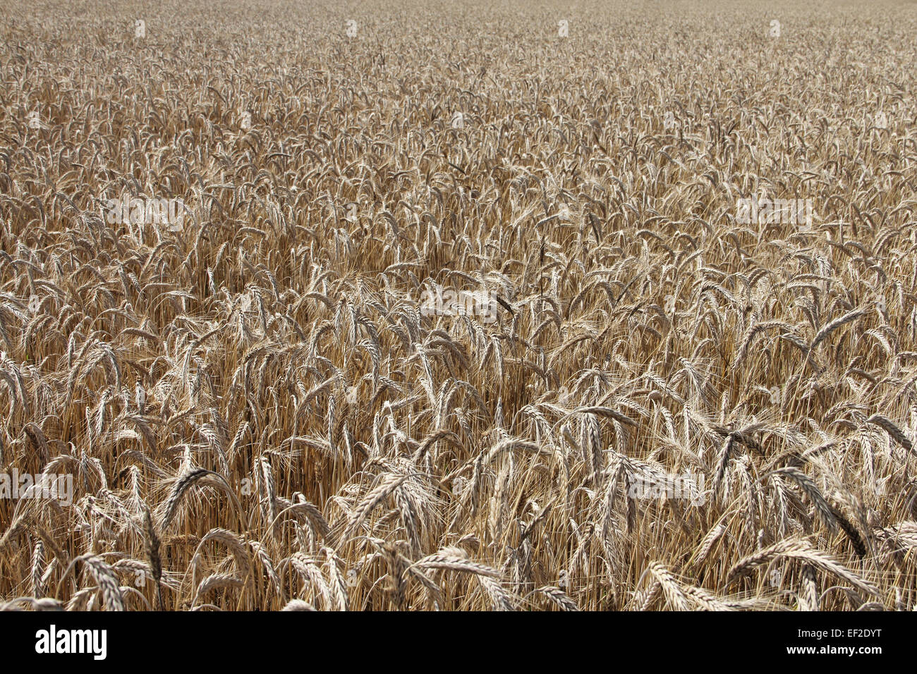 Ripe wheat field background Stock Photo - Alamy