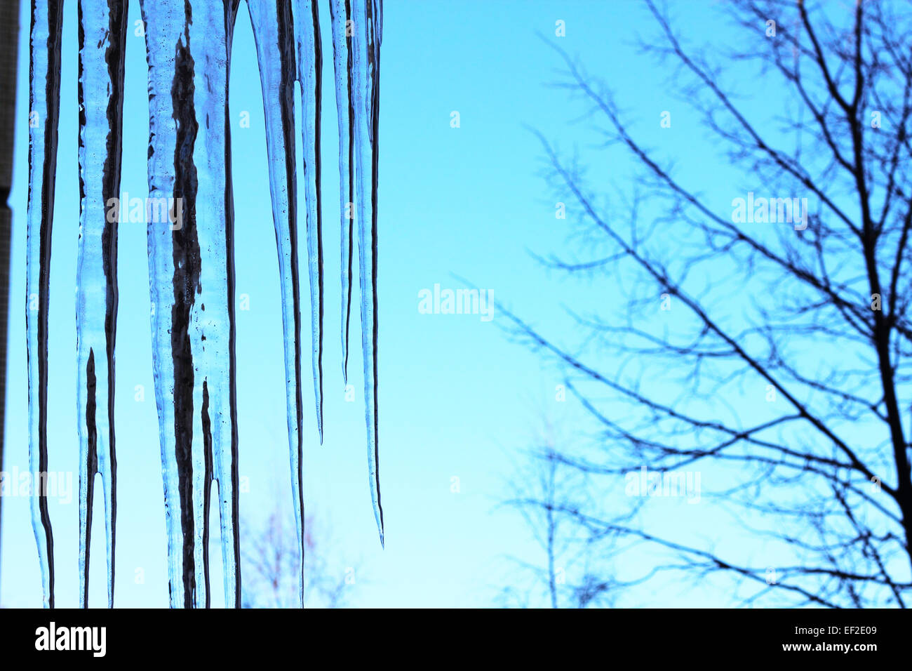 Huge sharp icicles on blue natural background Stock Photo - Alamy