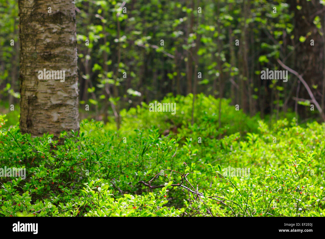Beautidul colorful fresh spring forest landscape horizontal Stock Photo ...