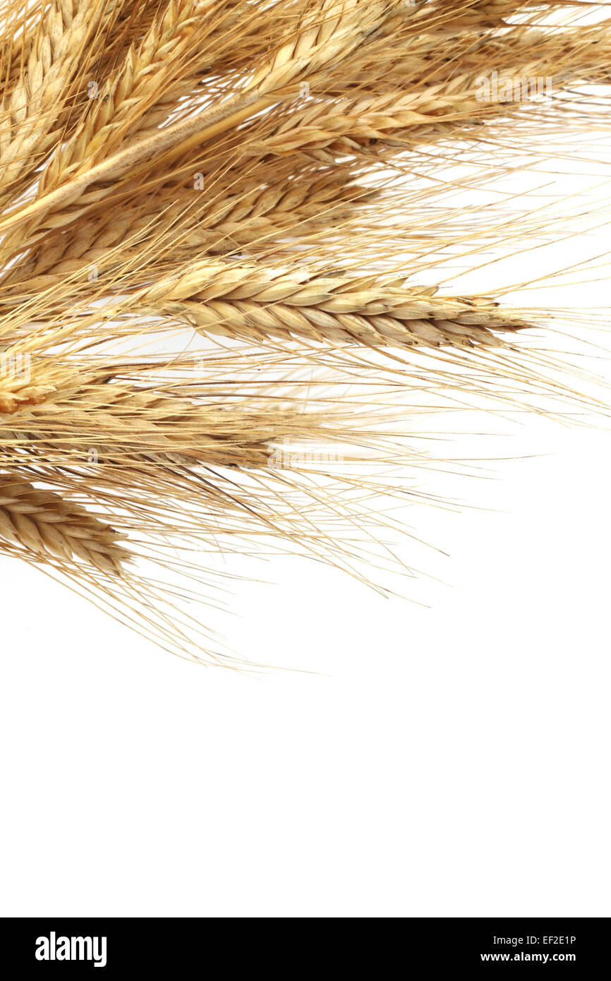 Wheat ears isolated on white background corner composition Stock Photo ...