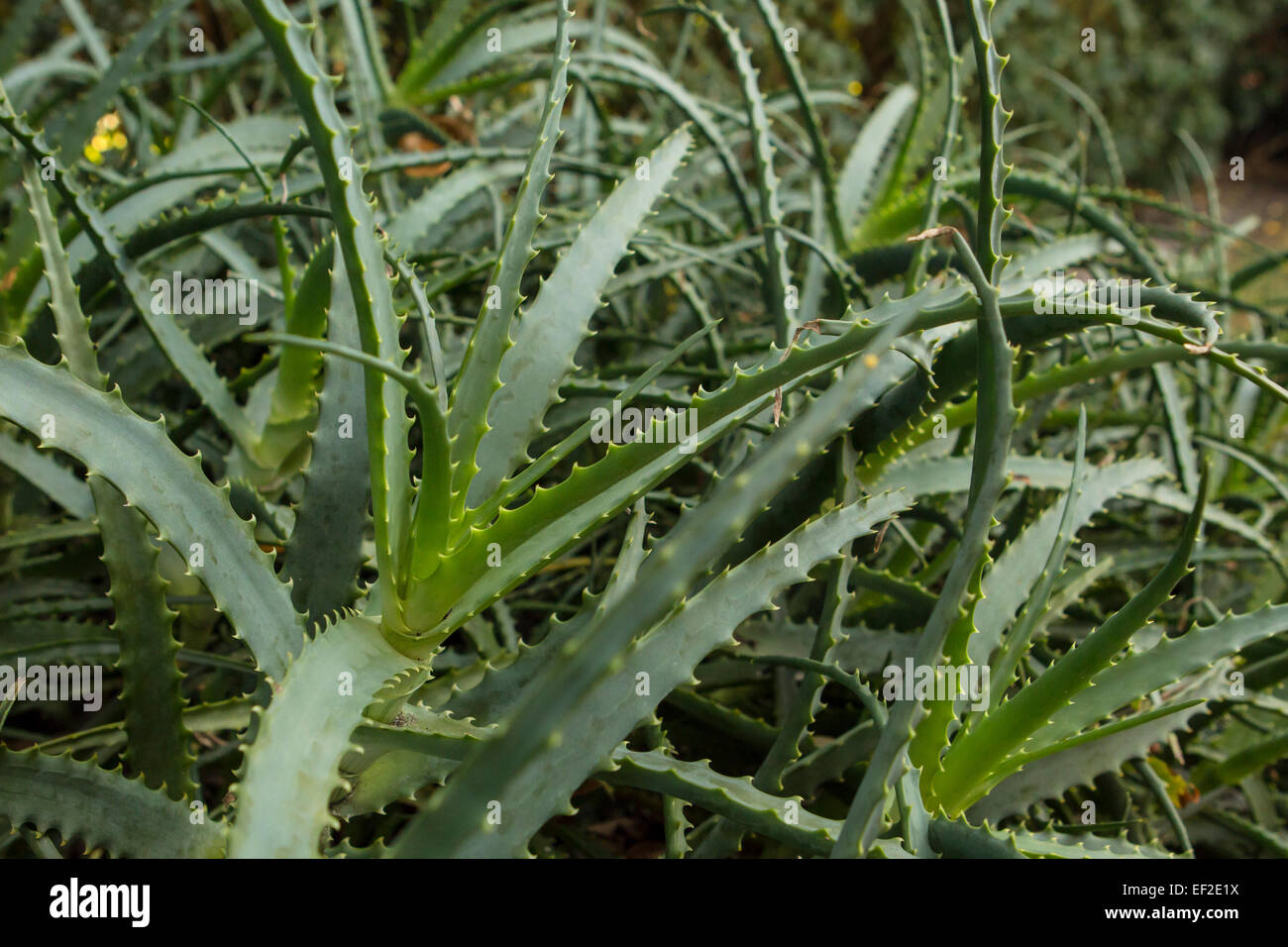 Backyard aloe vera patch in south Florida Stock Photo - Alamy