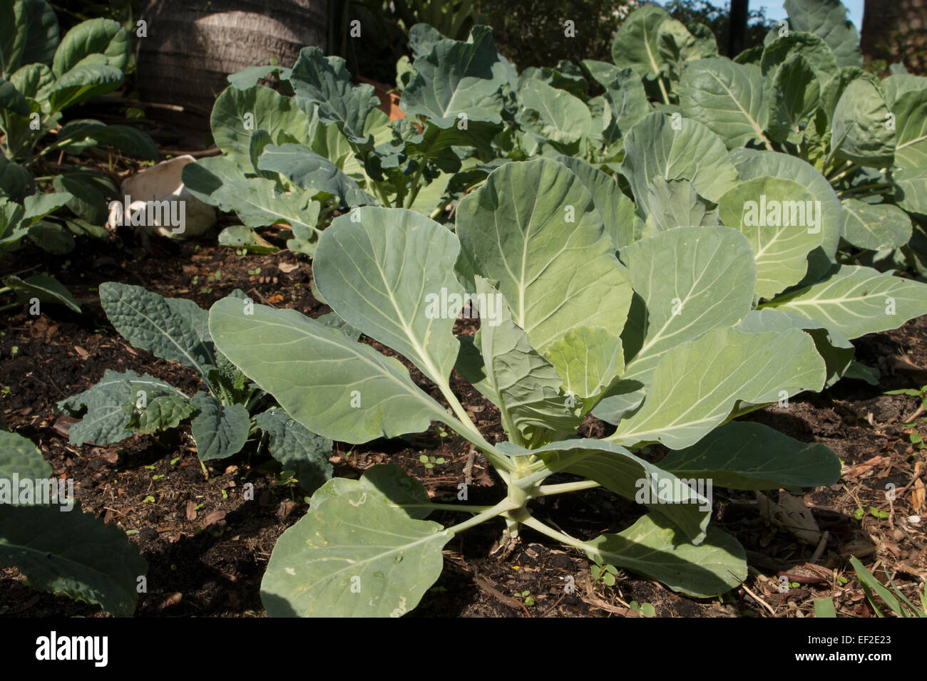 Garden plant cruciferous plants hi-res stock photography and images - Alamy
