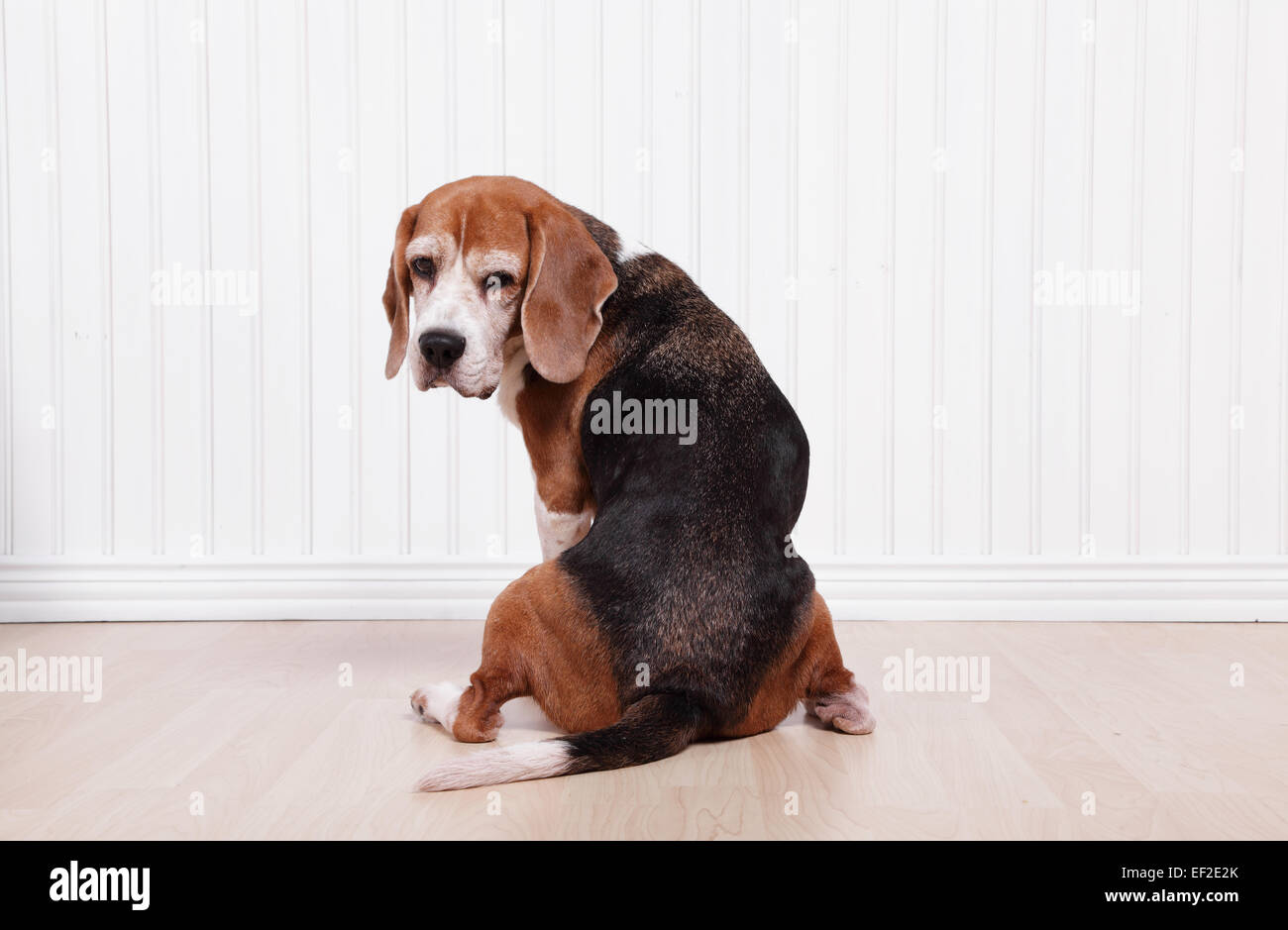 Rear view of a cute small dog sitting and looking back Stock Photo - Alamy
