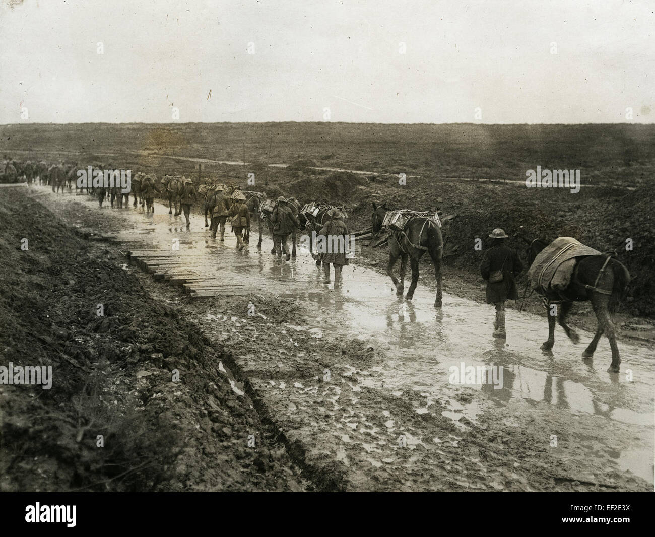 This image shows ammunition being carried on pack mules. It highlights ...