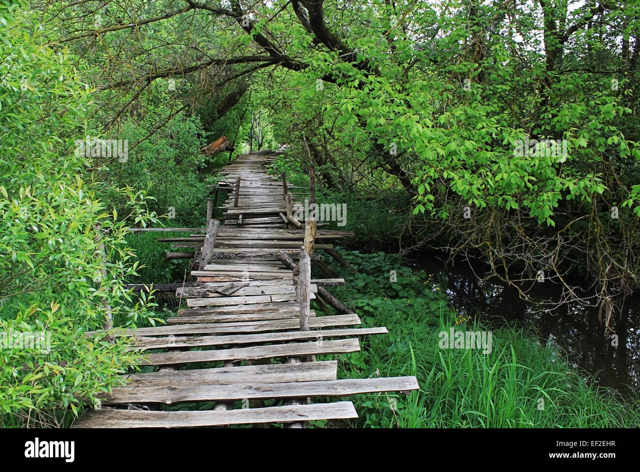Dangerous if broken wooden bridge on foot Stock Photo - Alamy