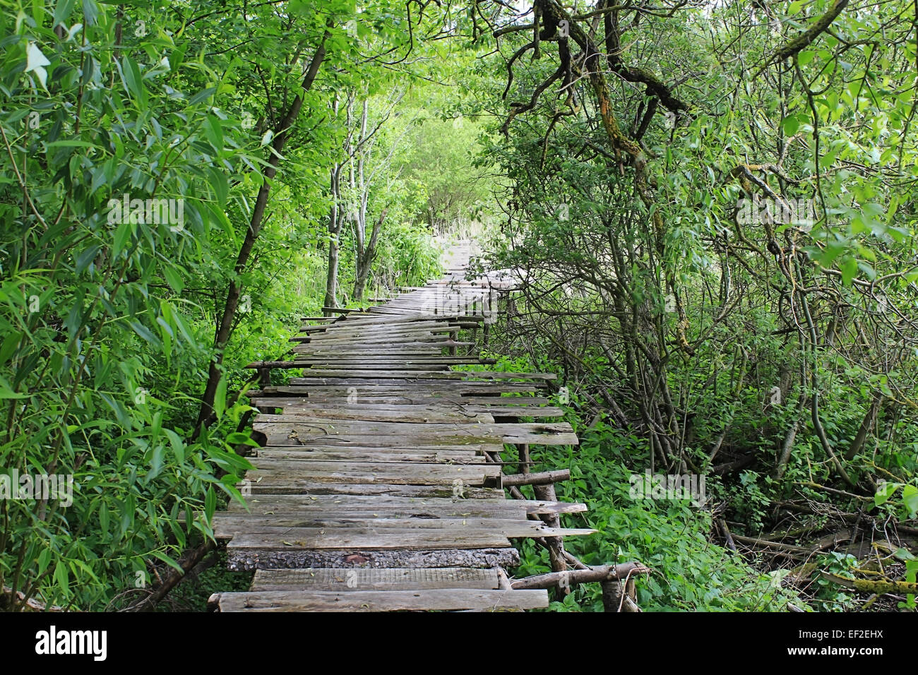 Dangerous if broken wooden bridge on foot Stock Photo - Alamy