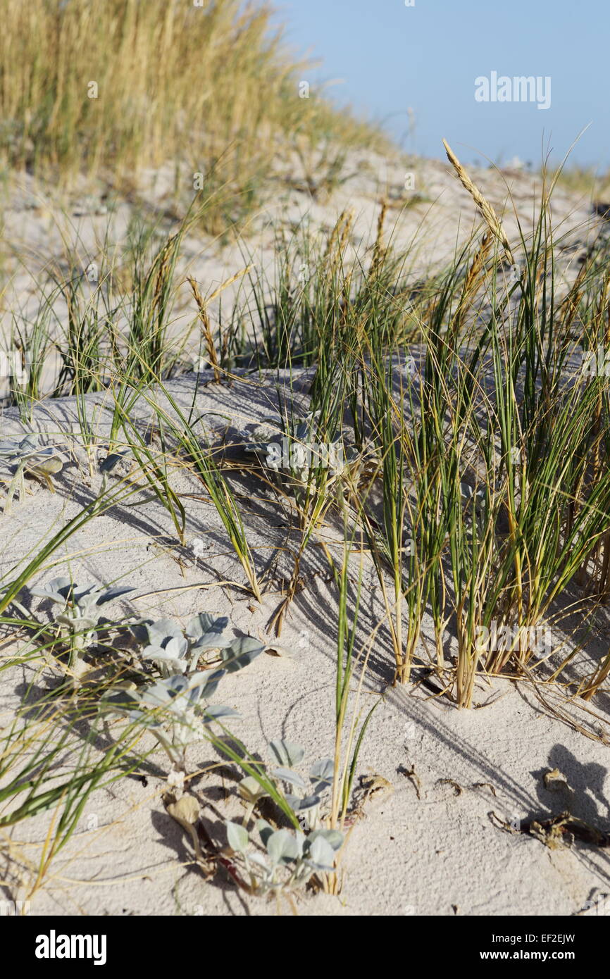 Sand on the main hi-res stock photography and images - Alamy