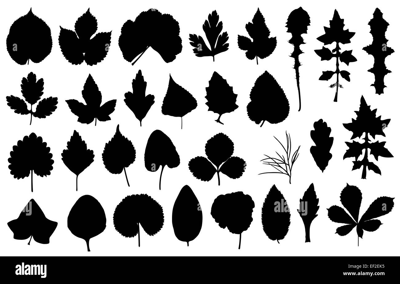 Toothed leaves Black and White Stock Photos & Images - Alamy