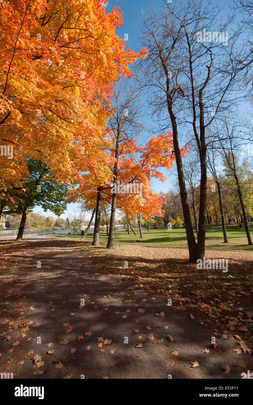 Colored leaves on trees in the fall Stock Photo - Alamy
