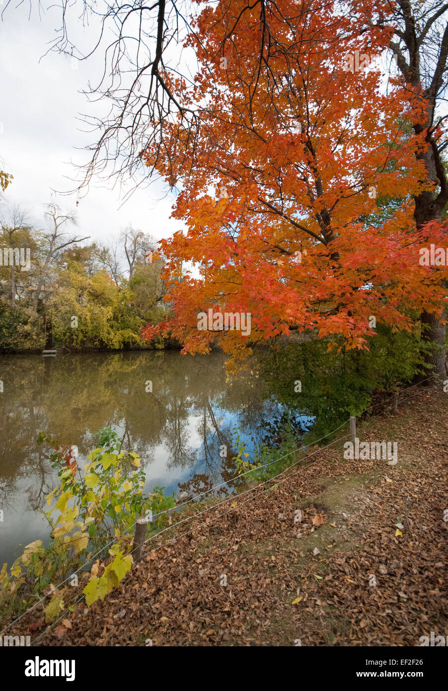 Trees and water Stock Photo - Alamy