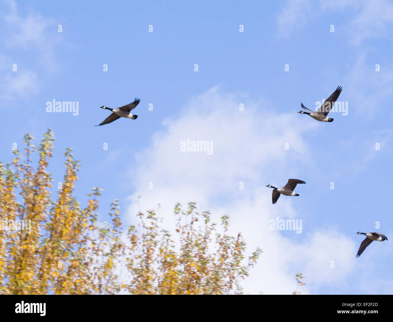 Flying geese in migration Stock Photo - Alamy