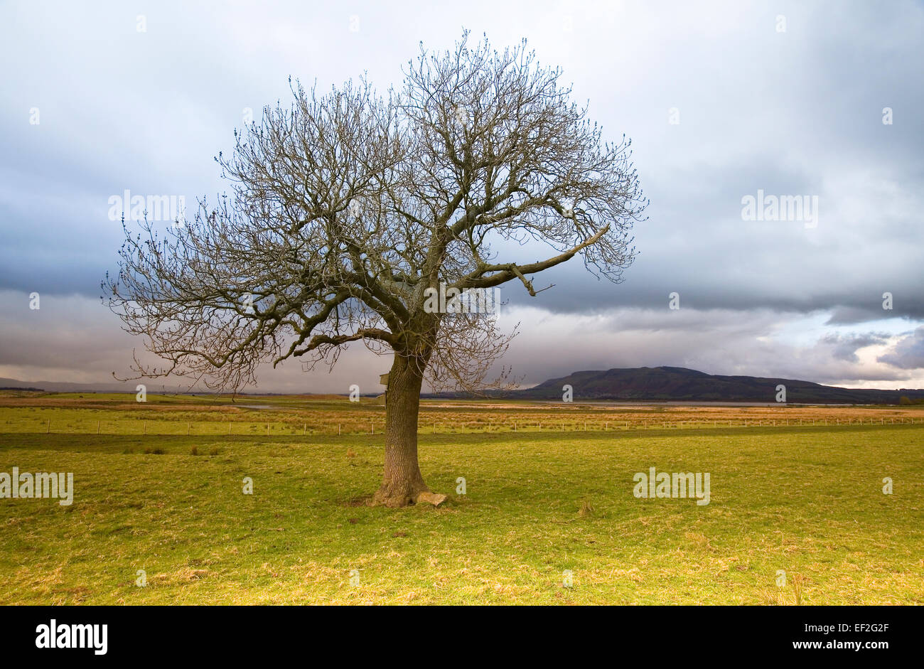 Tree scotland hi-res stock photography and images - Alamy