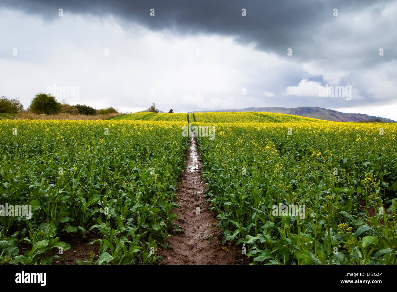 Colza field at Springtime in Kinross, Scotland Stock Photo - Alamy
