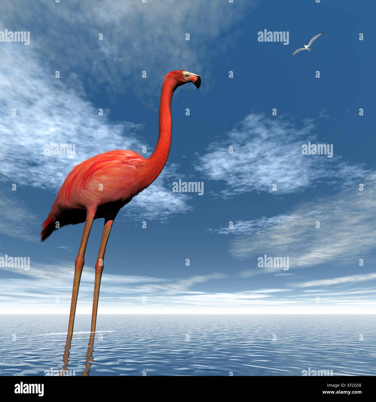 One pink flamingo standing in the water looking at seagull flying upon ...