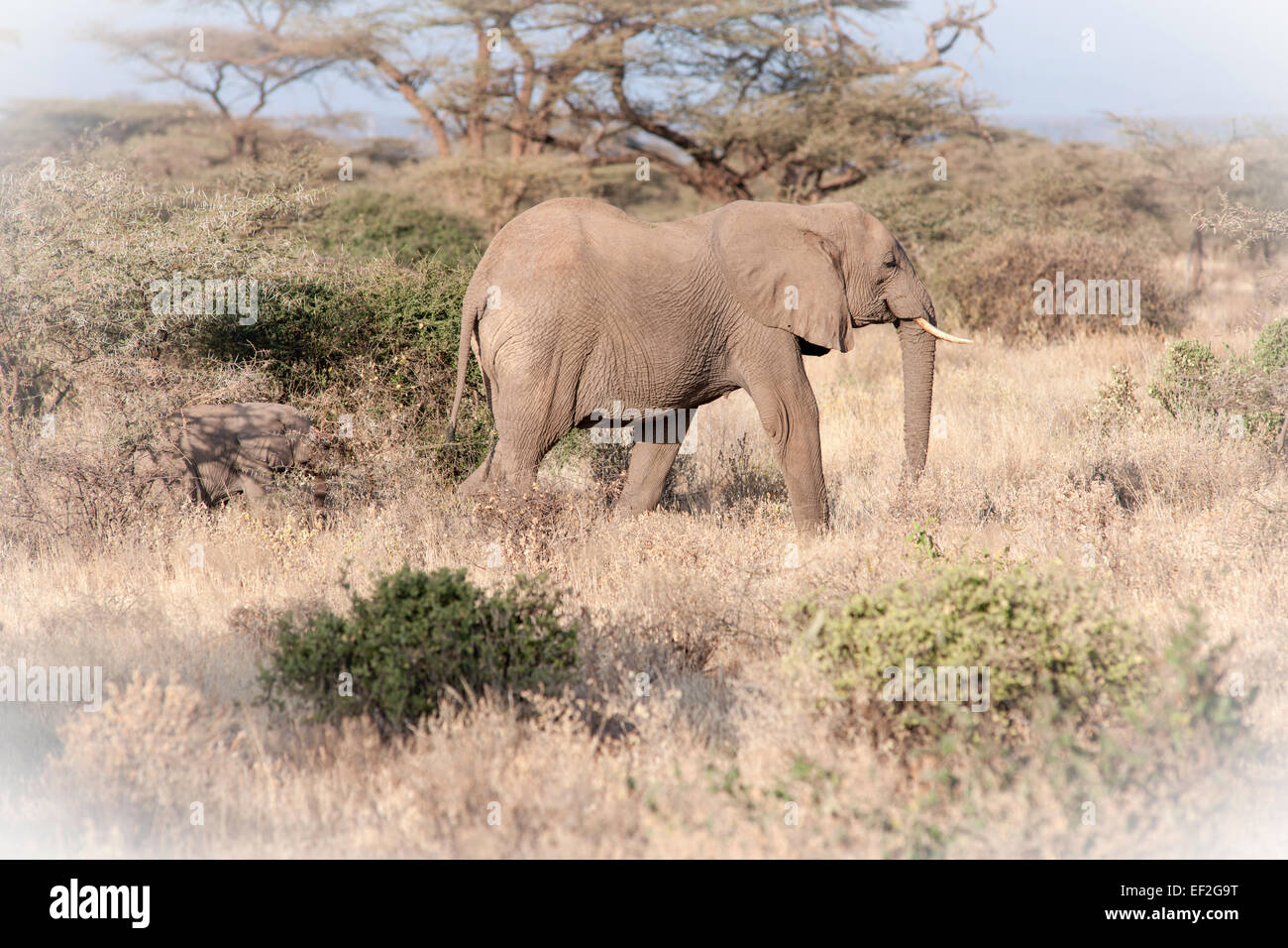 elephant in the savanna of Africa Stock Photo - Alamy