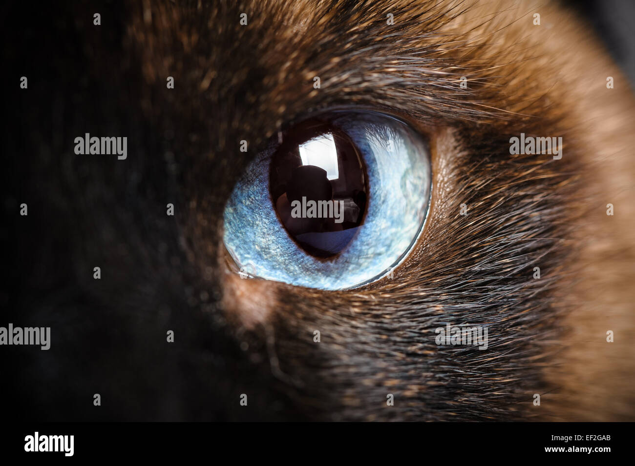 Cat Eye Close Up Microscope