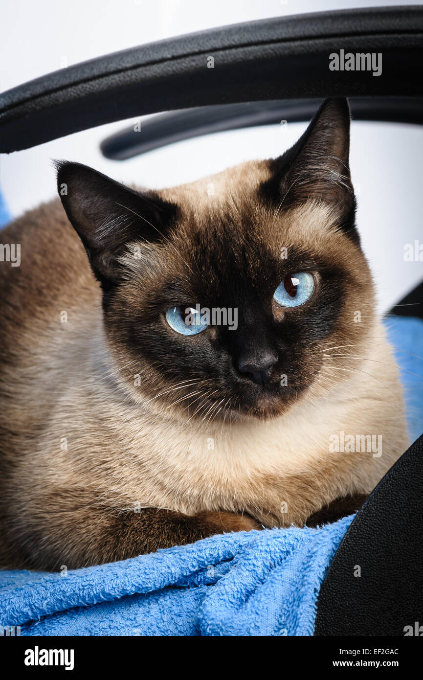 siamese cat face macro closeup Stock Photo - Alamy