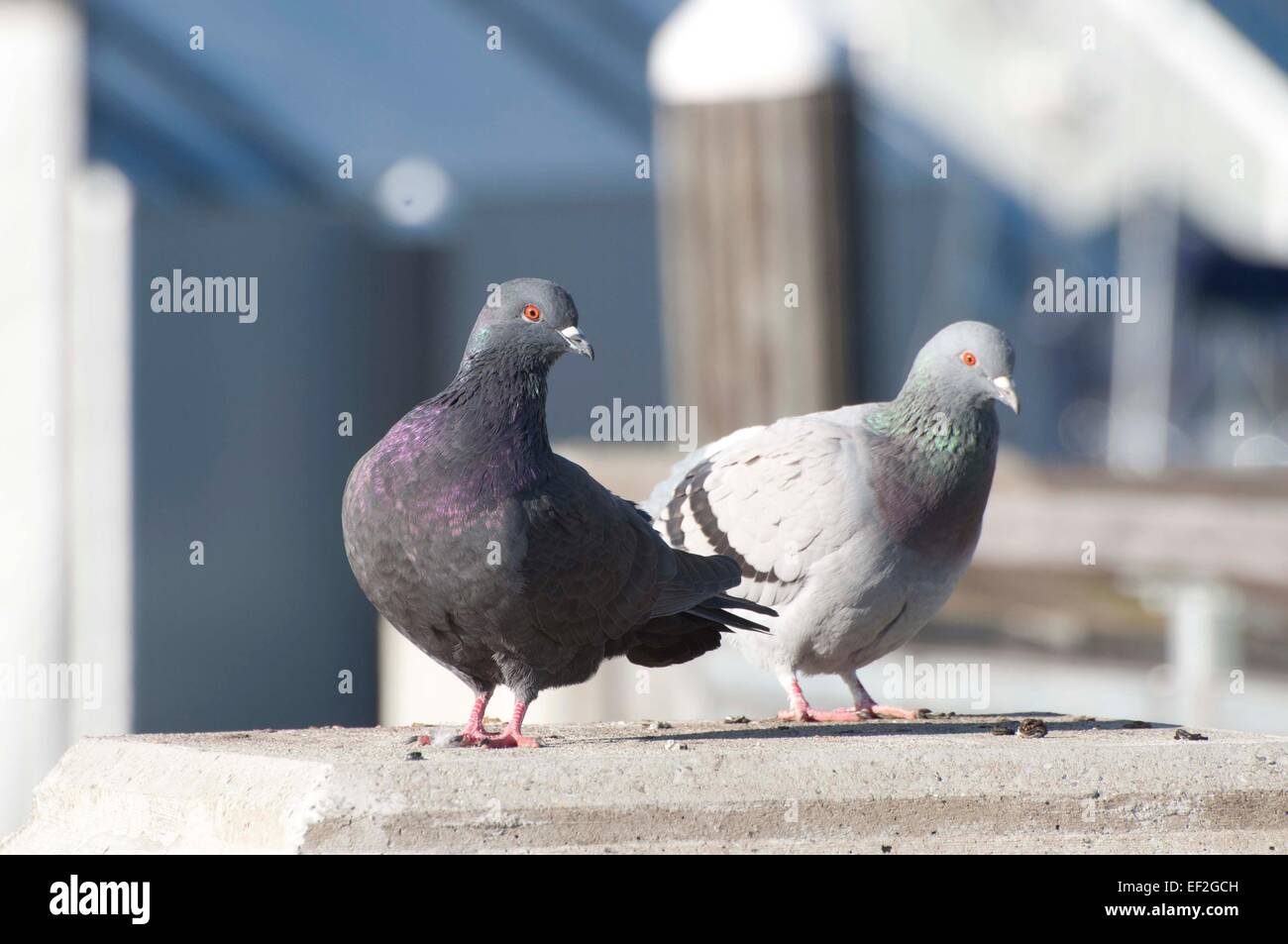 Rock Doves also known as a pigeons perches on a railing at the marina ...