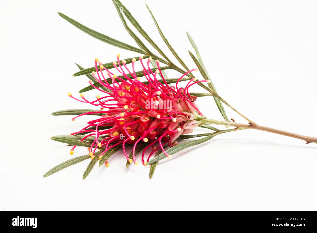 Grevillea, Spider flower, silky oak toothbrush plant Grevillea banksii ...