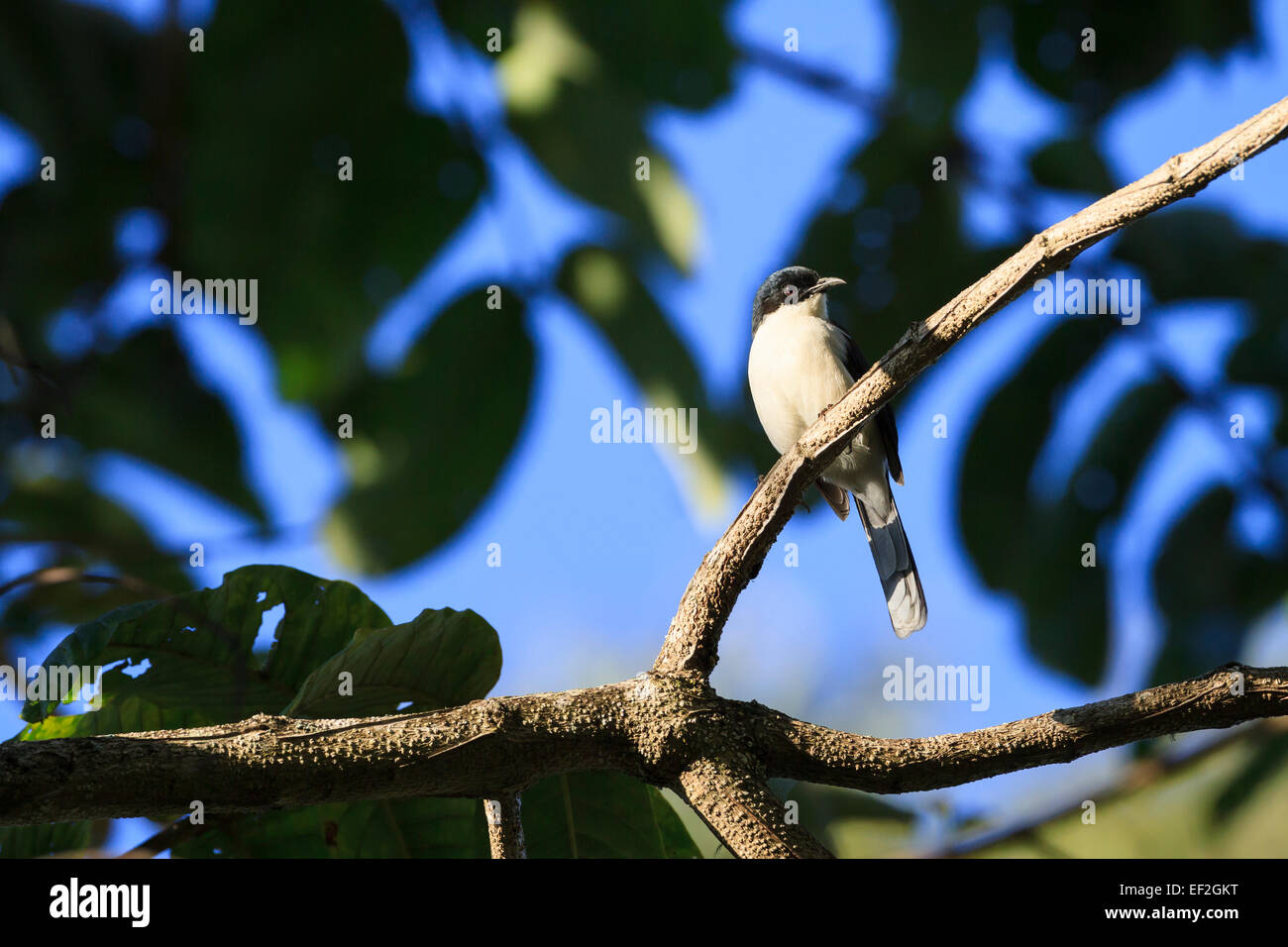 Dark-backed Sibia (Malacias melanoleucus) perched on branch. Doi Lang ...