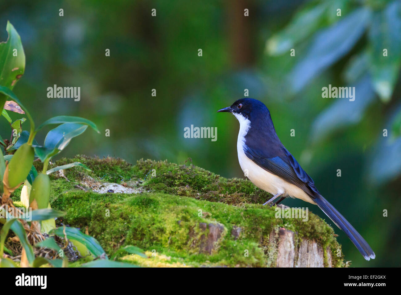 Dark-backed Sibia (Heterophasia melanoleuca) perched on mossy stump ...