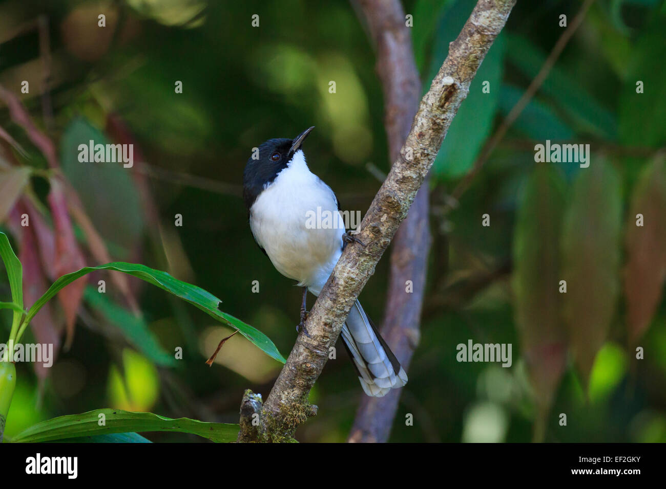 Dark-backed Sibia (Heterophasia melanoleuca) perched on branch. Doi ...