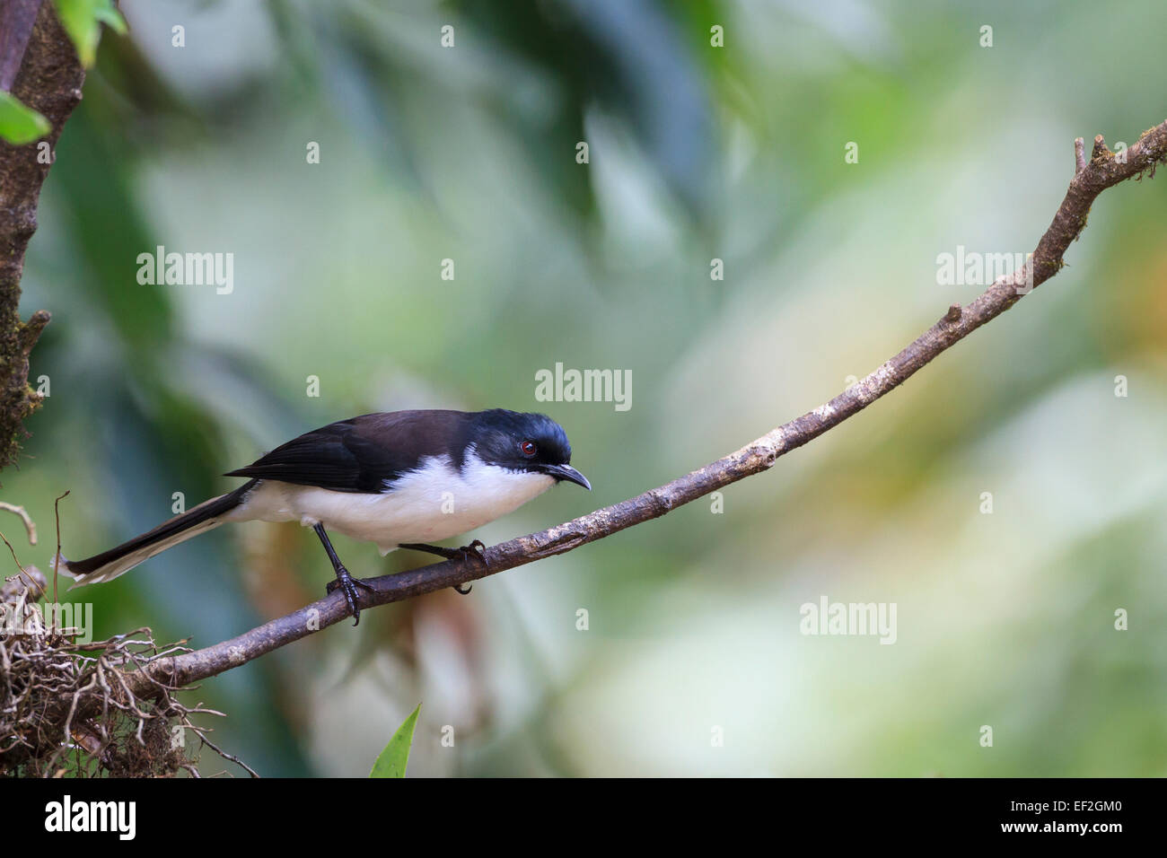Dark-backed Sibia (Heterophasia melanoleuca) perched on branch. Doi ...