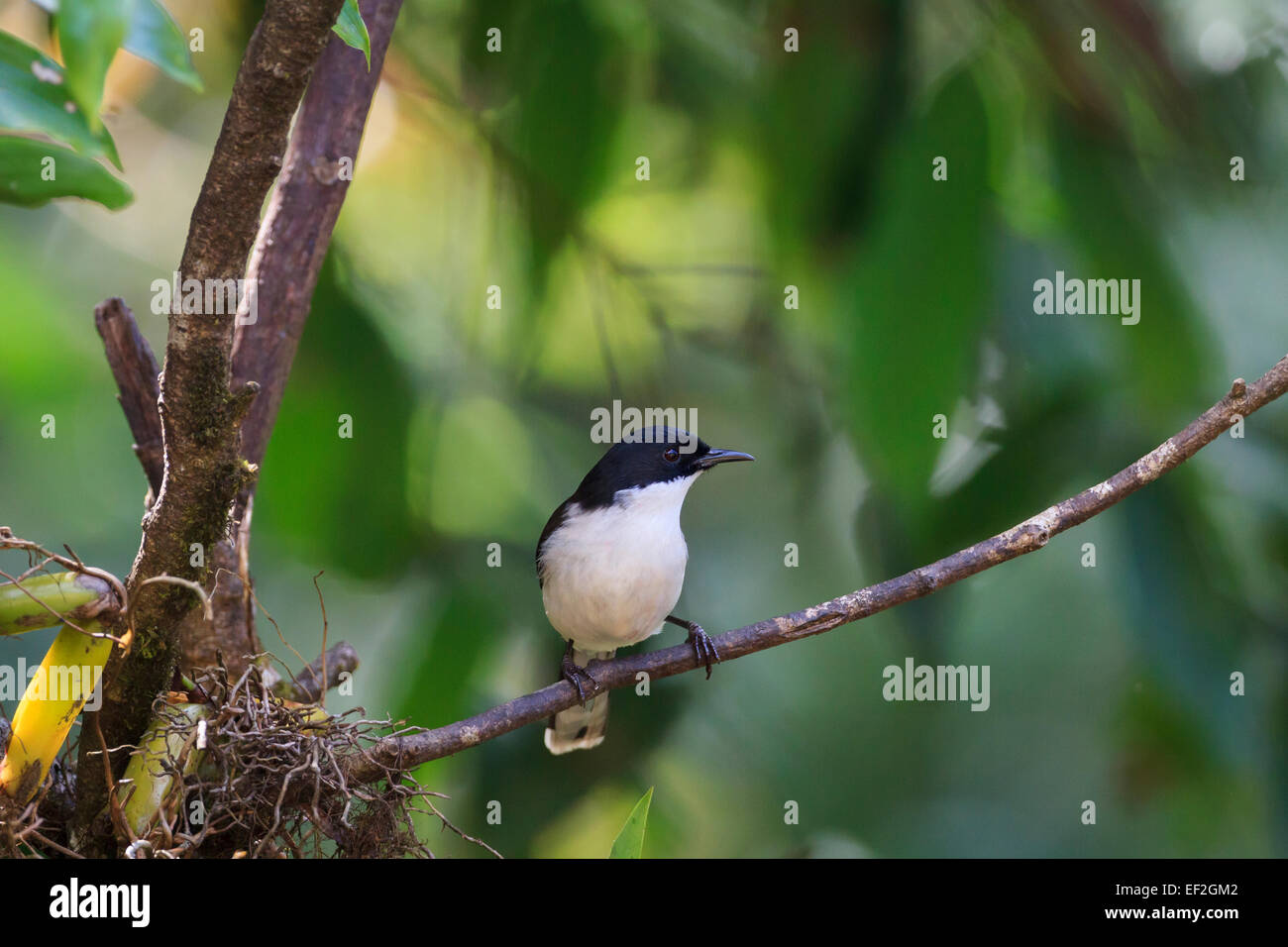 Dark-backed Sibia (Heterophasia melanoleuca) perched on branch. Doi ...