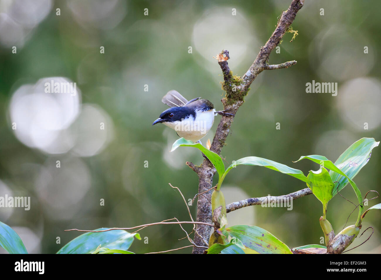 Dark-backed Sibia (Heterophasia melanoleuca) perched on branch. Doi ...