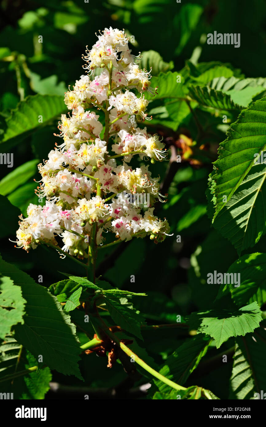 Flower chestnut closeup early spring. Natural background Stock Photo ...