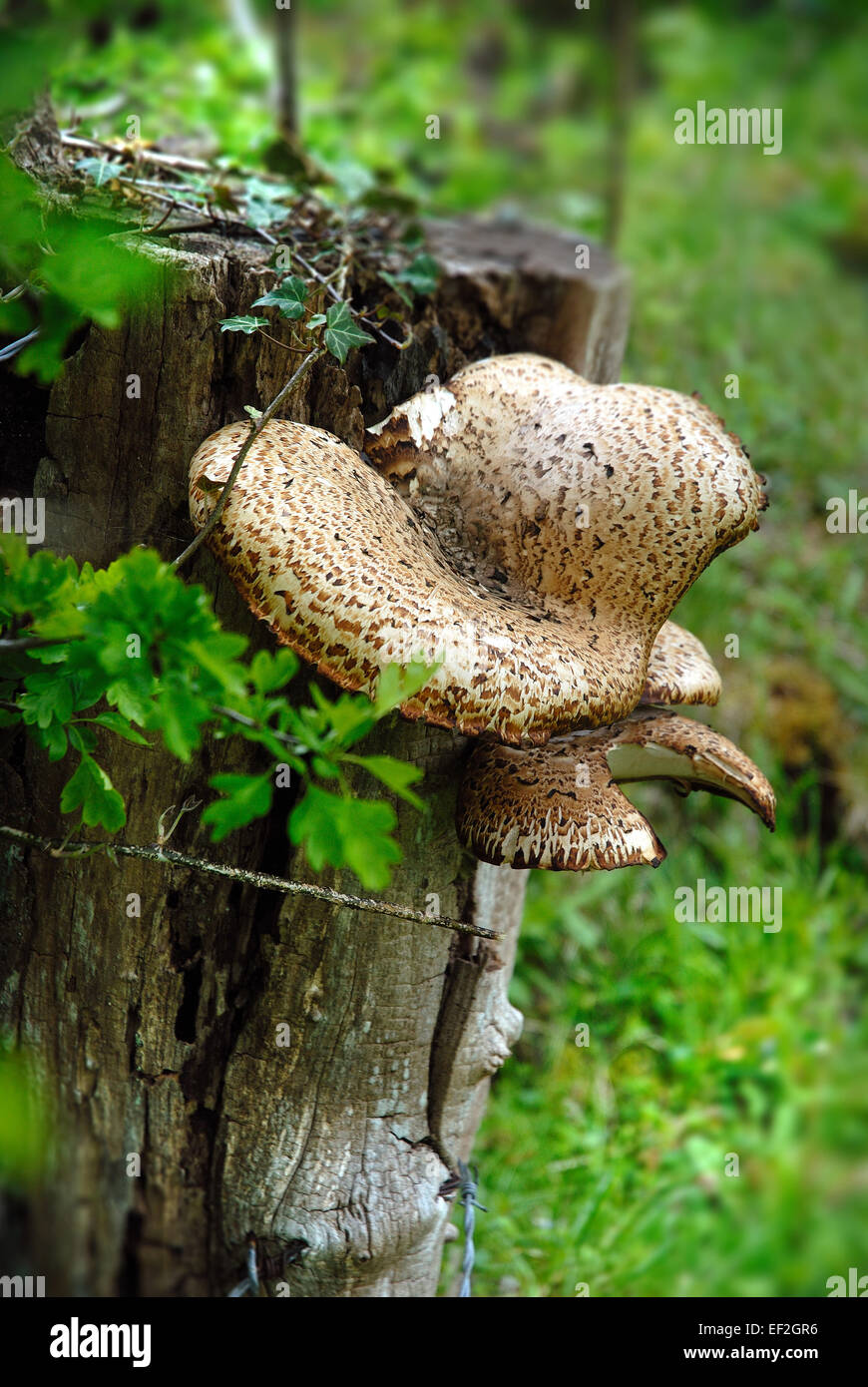 fungus on tree stump, Northumberland Stock Photo - Alamy