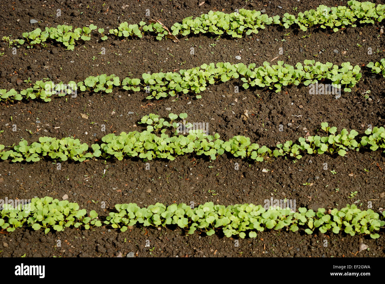 Plants babies hi-res stock photography and images - Alamy