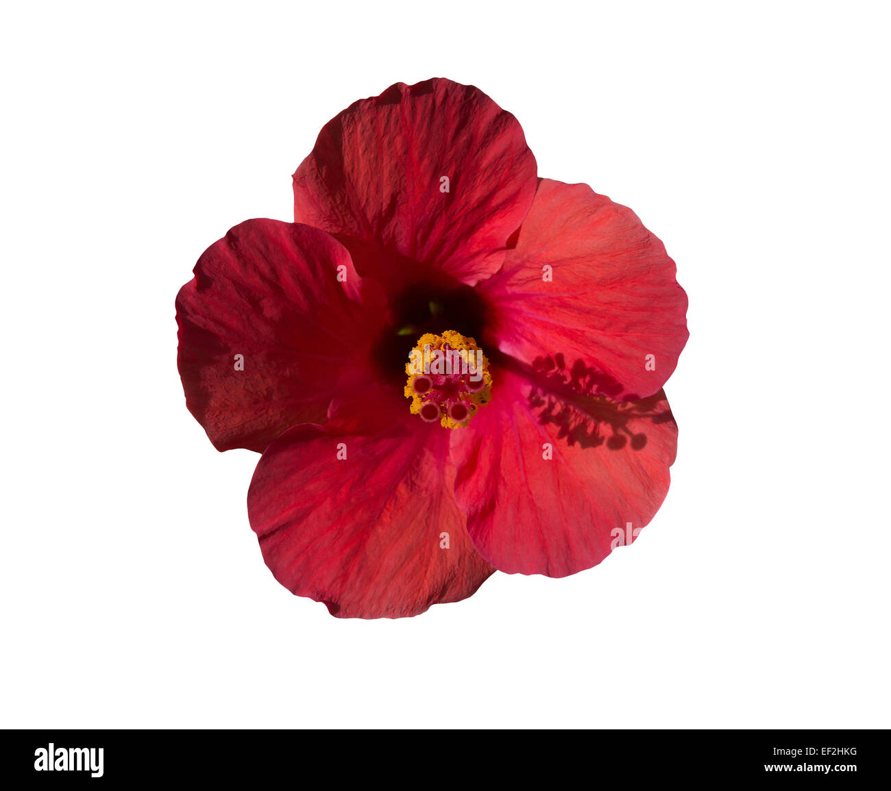 Red hibiscus flower front view with pistil casting shadow at four o ...