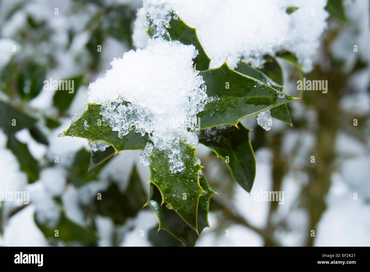 Holly bush in snow hi-res stock photography and images - Alamy