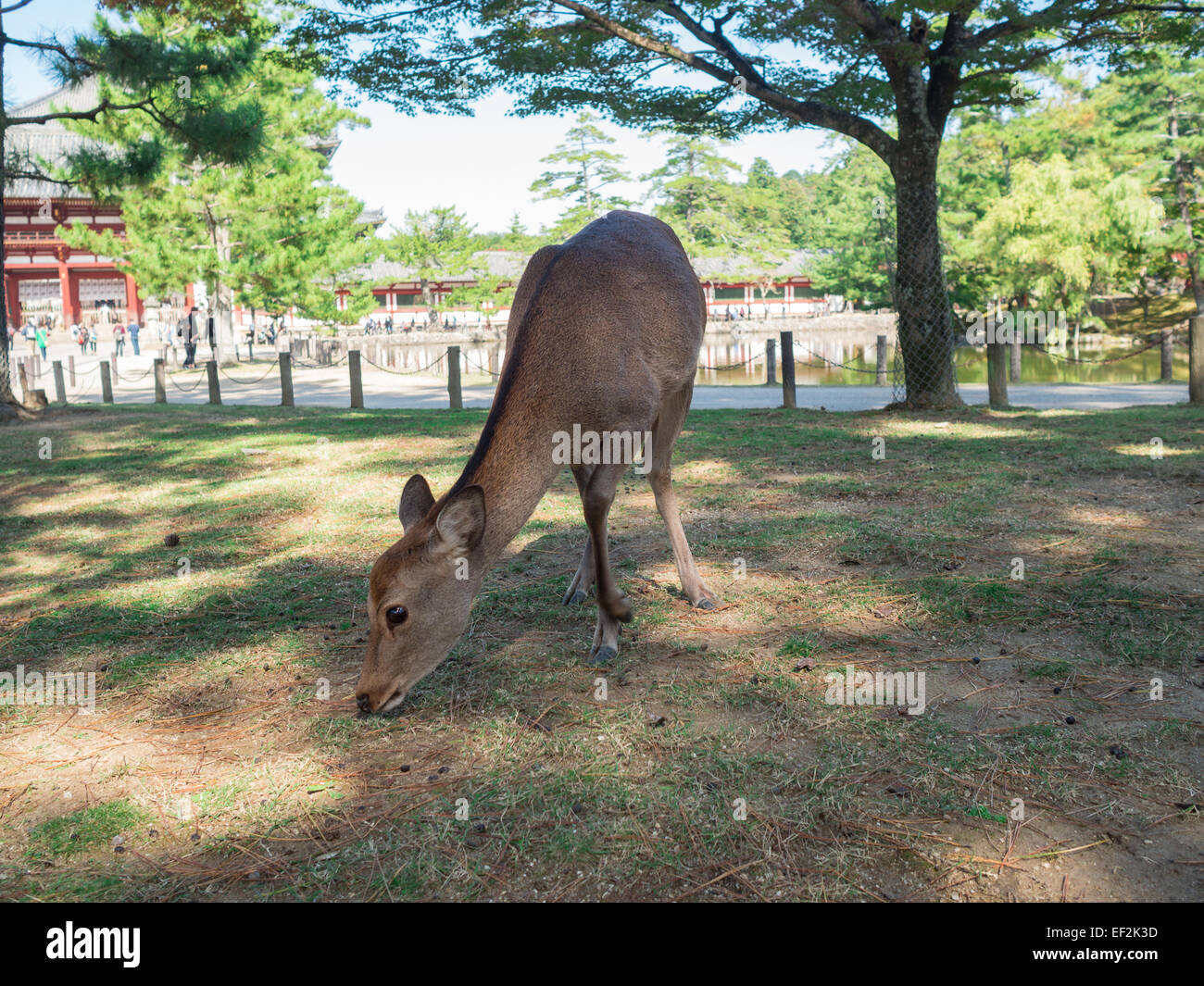 Nara plant hi-res stock photography and images - Alamy