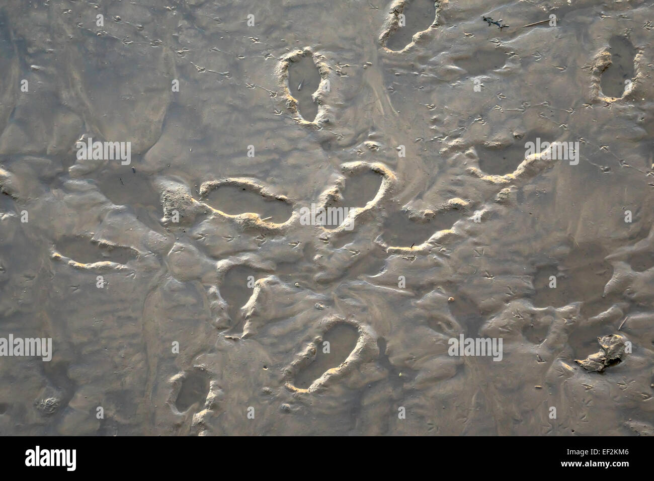 Footprints in mud hi-res stock photography and images - Alamy