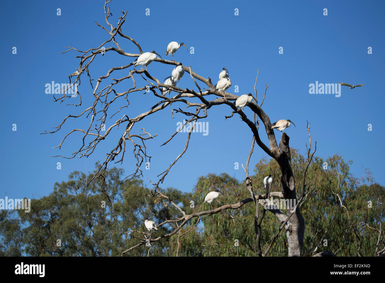 Flocking birds hi-res stock photography and images - Alamy
