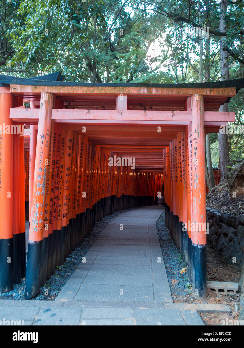 Fushimi-Inari-Taisha temple red tori tunnel under the trees Stock Photo ...