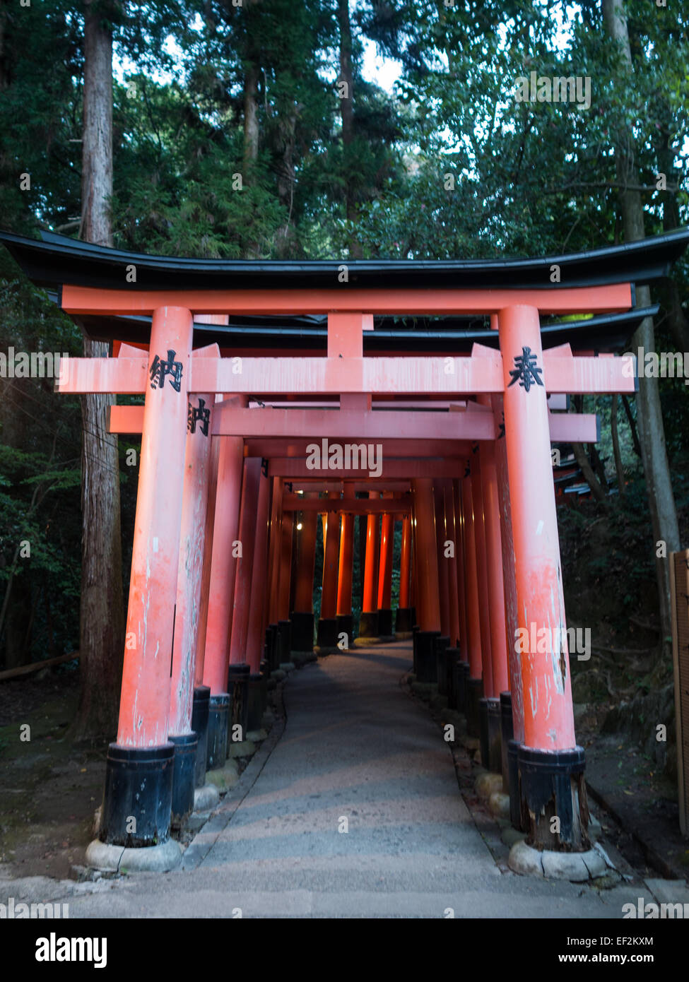Fushimi-Inari-Taisha temple red tori tunnel under the trees Stock Photo ...