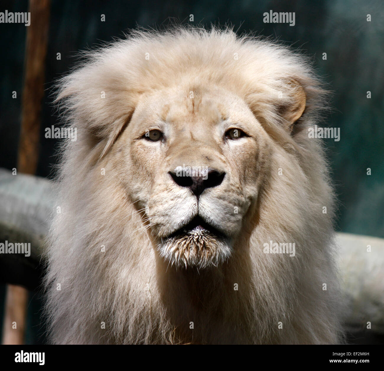 White lion adult hi-res stock photography and images - Alamy