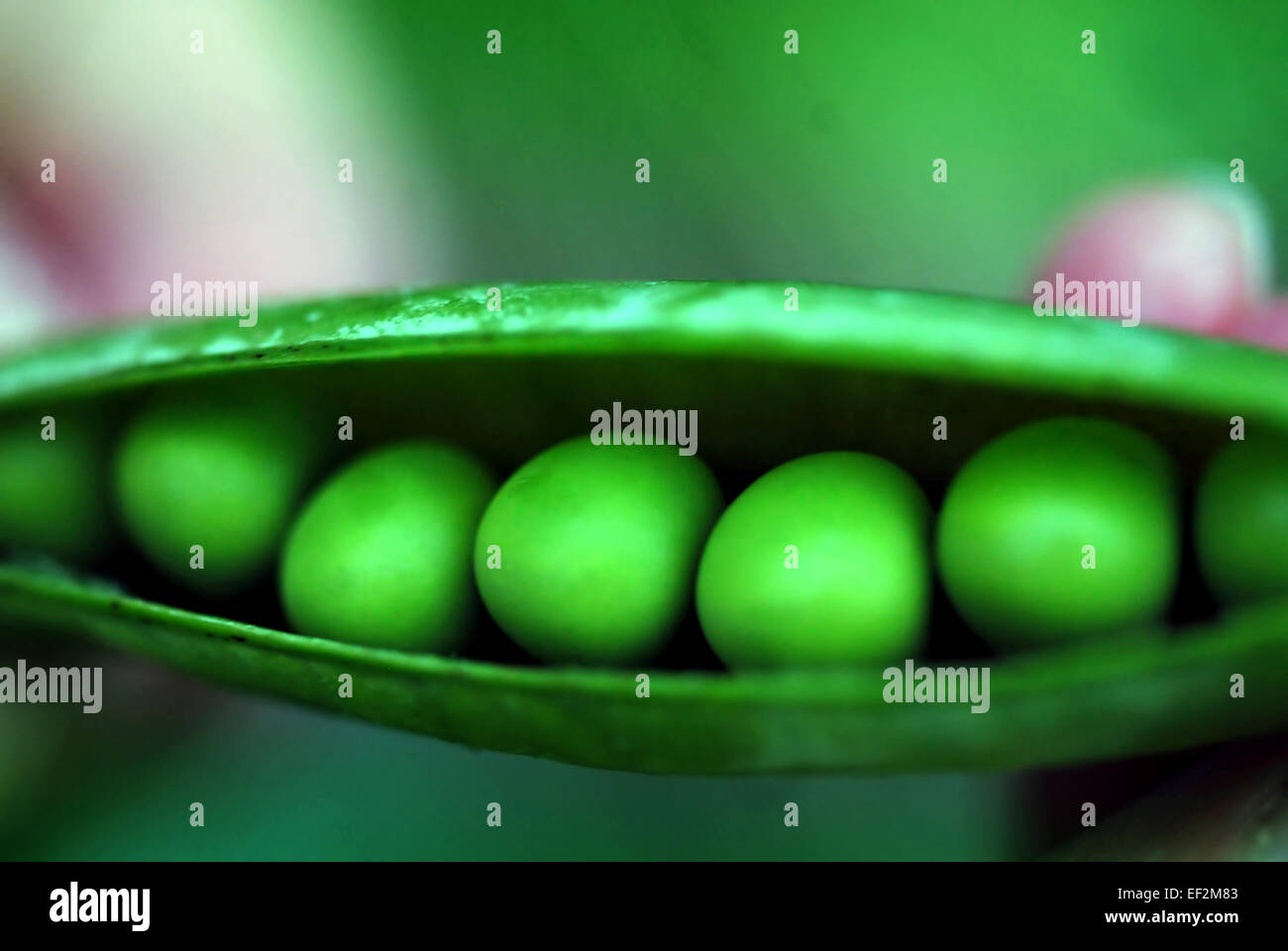 Peas in a pod Stock Photo - Alamy