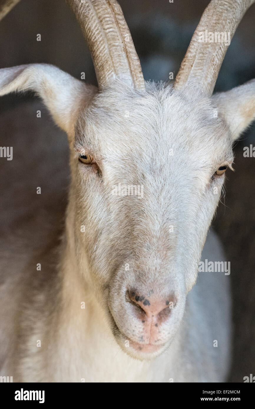 A head shot of a goat Stock Photo - Alamy