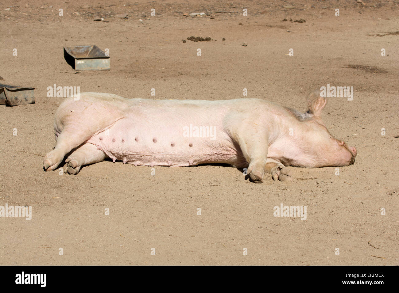 Sunning pig hi-res stock photography and images - Alamy