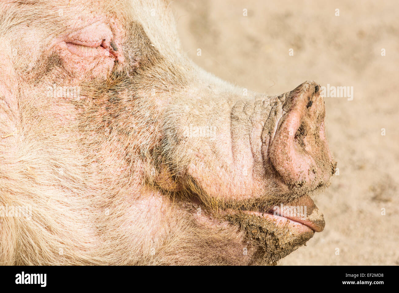 Pig sticking out tongue hi-res stock photography and images - Alamy