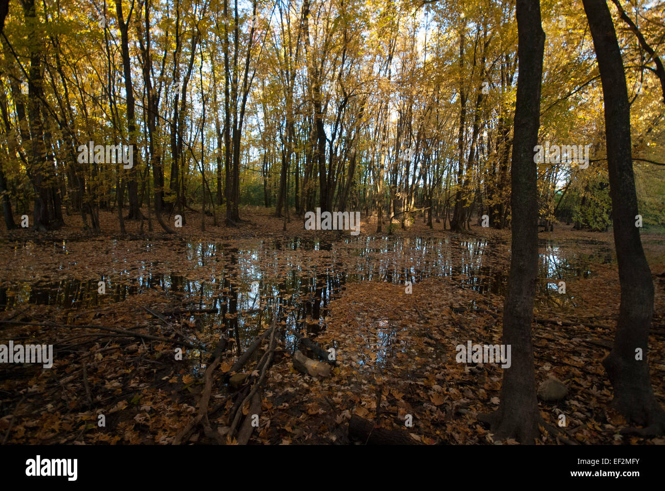 water with trees in autumn Stock Photo - Alamy